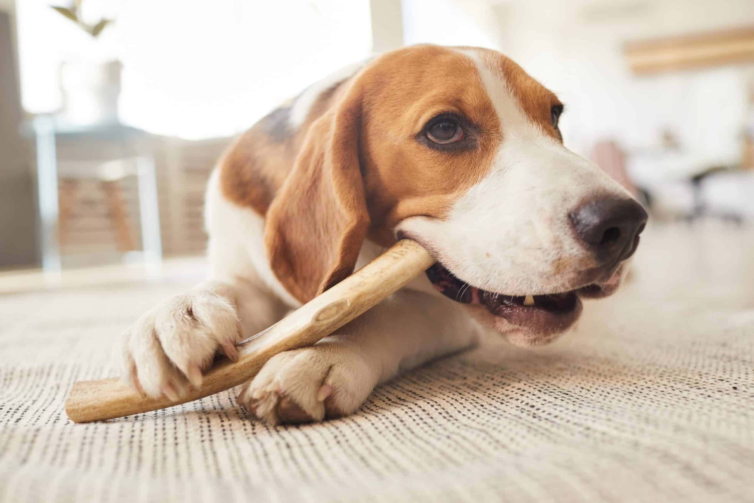 Chew on This The Role of Dental Chews and Toys in Pet Oral Health Jenison Animal Hospital