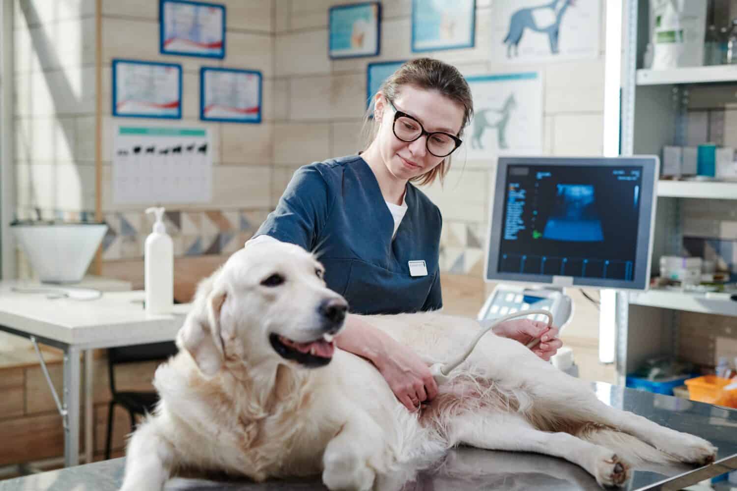 All About Veterinary Ultrasounds | Jenison Animal Hospital